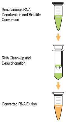 Methylamp RNA Bisulfite Conversion Kit 亞硫酸鹽 RNA 修飾試劑 - 威健股份有限公司