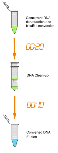 BisulFlash DNA Modification Kit 亞硫酸鹽 DNA 修飾試劑 - 威健股份有限公司 BisulFlash DNA Modification Kit 亞硫酸鹽 DNA 修飾試劑 - 威健股份有限公司