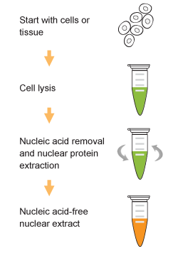 EpiQuik Nuclear Extraction Kit 核蛋白萃取試劑套組 - 威健股份有限公司
