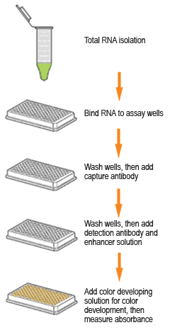 EpiQuik m6A RNA Methylation Quantification Kit m6A 甲基 RNA 定量試劑 - 威健股份有限公司